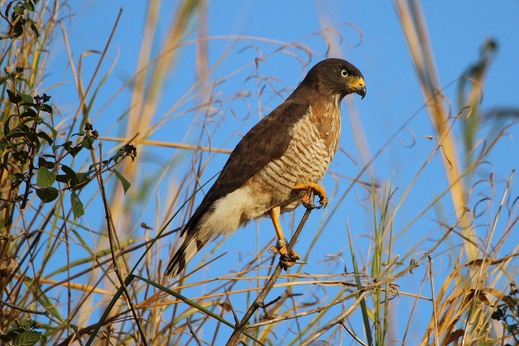 Foto gavião-carijó (Rupornis magnirostris) Por Gustavo V. Barcellos ...
