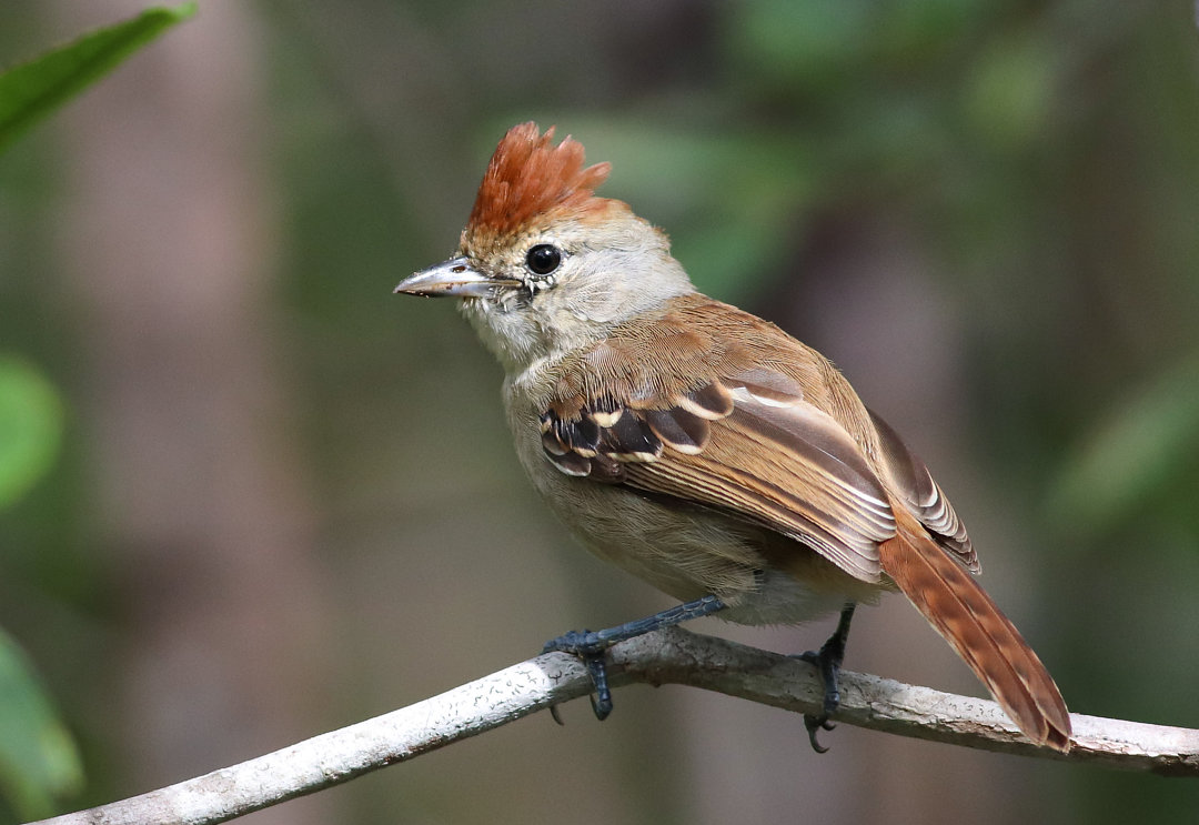 Foto choca-do-nordeste (Sakesphoroides cristatus) Por Luíz Alberto ...
