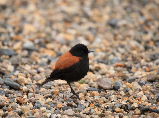 Foto colegial (Lessonia rufa) Por Helena Backes | Wiki Aves - A ...