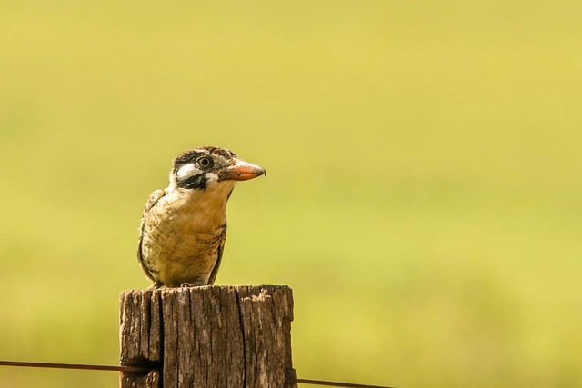 Foto joão-bobo (Nystalus chacuru) Por José Pireni | Wiki Aves - A ...