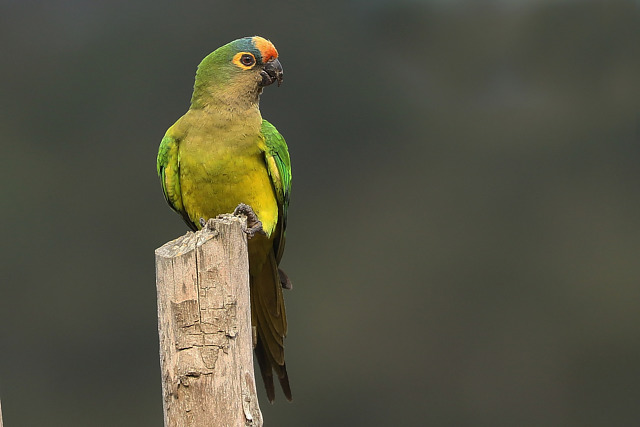 Foto periquito-rei (Eupsittula aurea) Por Leonardo Casadei | Wiki Aves ...