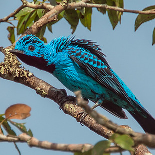 anambé-azul (Cotinga cayana) | WikiAves - A Enciclopédia das Aves do Brasil