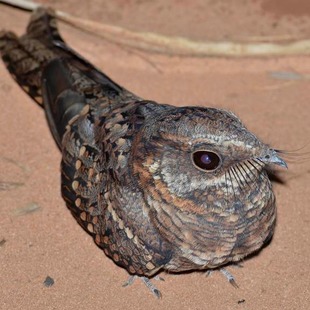 bacurau-tesoura (Hydropsalis torquata) | WikiAves - A Enciclopédia das ...