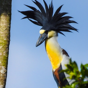 Ardeidae | WikiAves - A Enciclopédia das Aves do Brasil