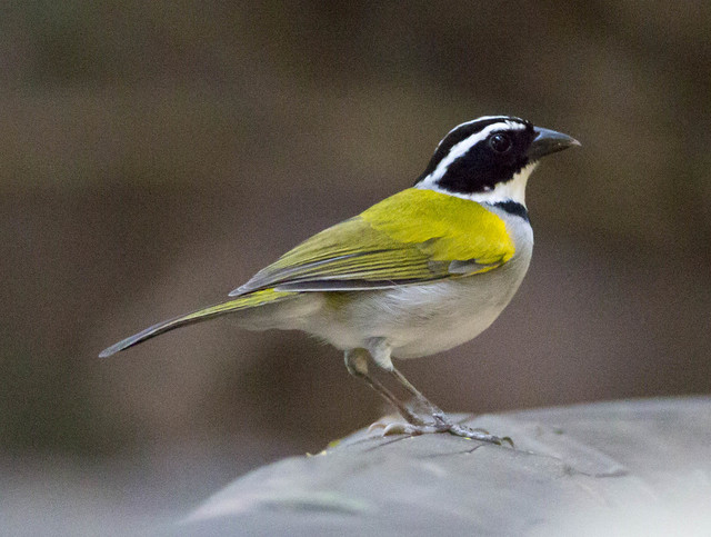 Foto tico-tico-de-bico-preto (Arremon taciturnus) Por Renato Rizzaro ...