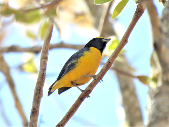 Foto fim-fim (Euphonia chlorotica) Por Ivo Zecchin | Wiki Aves - A ...