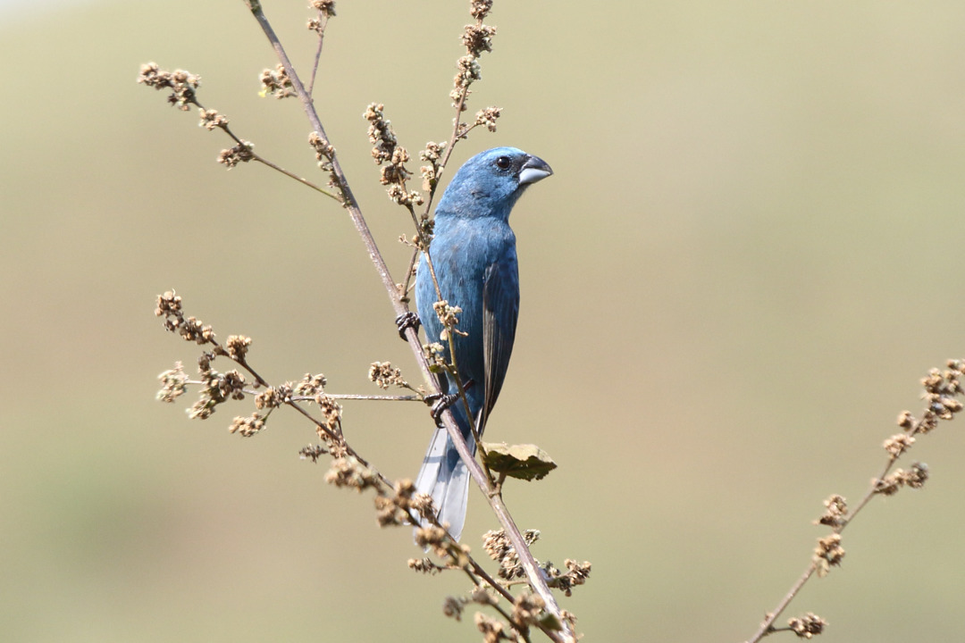 Foto azulinho (Cyanoloxia glaucocaerulea) Por Luis Ricardo Baricati ...