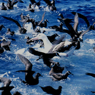 Diomedeidae | WikiAves - A Enciclopédia das Aves do Brasil