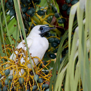 araponga (Procnias nudicollis) | WikiAves - A Enciclopédia das Aves do ...