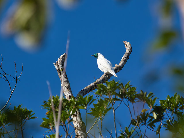 Foto araponga (Procnias nudicollis) Por Luiz P. H. Alves | Wiki Aves ...