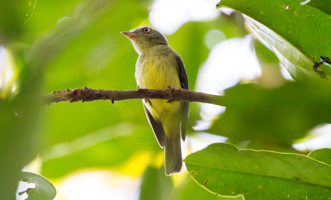 Foto fruxu-do-carrasco (Neopelma chrysocephalum) Por Rossano Silva ...
