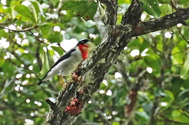 Foto saíra-apunhalada (Nemosia rourei) Por Tavinho Moura | Wiki Aves ...