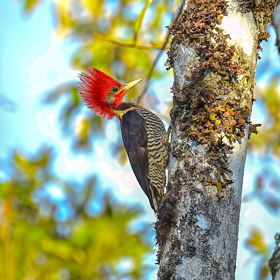 Foto pica-pau-de-cara-canela (Celeus galeatus) Por Renato Santos | Wiki Aves - A Enciclopédia ...