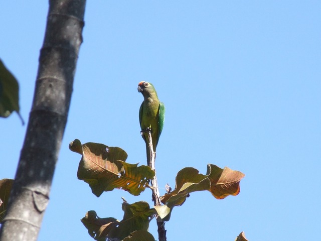 Foto periquito-rei (Eupsittula aurea) Por Gregory Thom | Wiki Aves - A ...