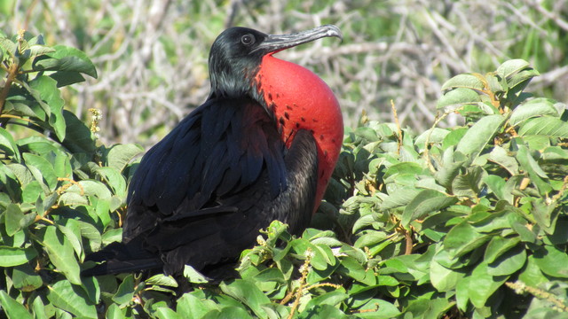 fragata-grande (Fregata minor) | WikiAves - A Enciclopédia das Aves do ...