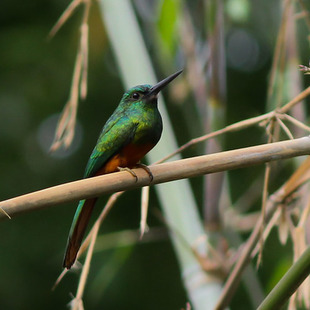 ariramba-da-capoeira (Galbula cyanescens) | WikiAves - A Enciclopédia ...