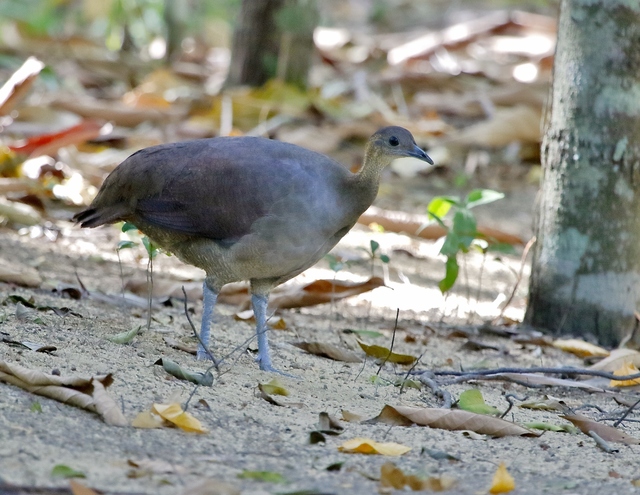 Foto macuco (Tinamus solitarius) Por Hector Bottai | Wiki Aves - A ...