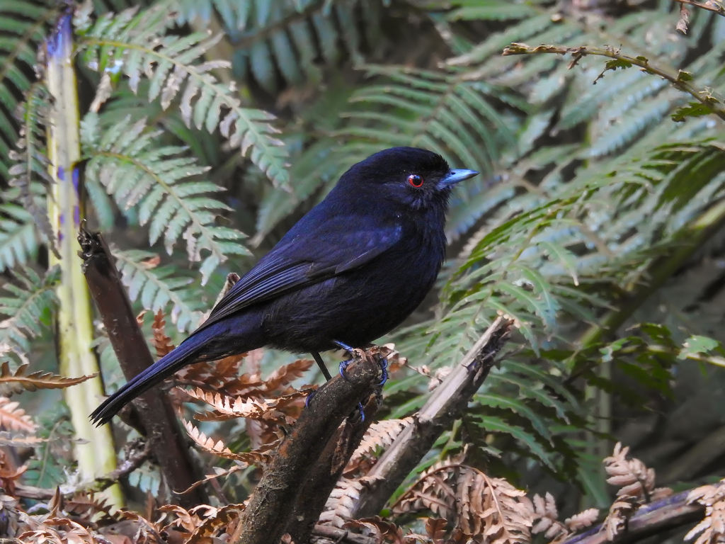 Foto maria-preta-de-bico-azulado (Knipolegus cyanirostris) Por ...