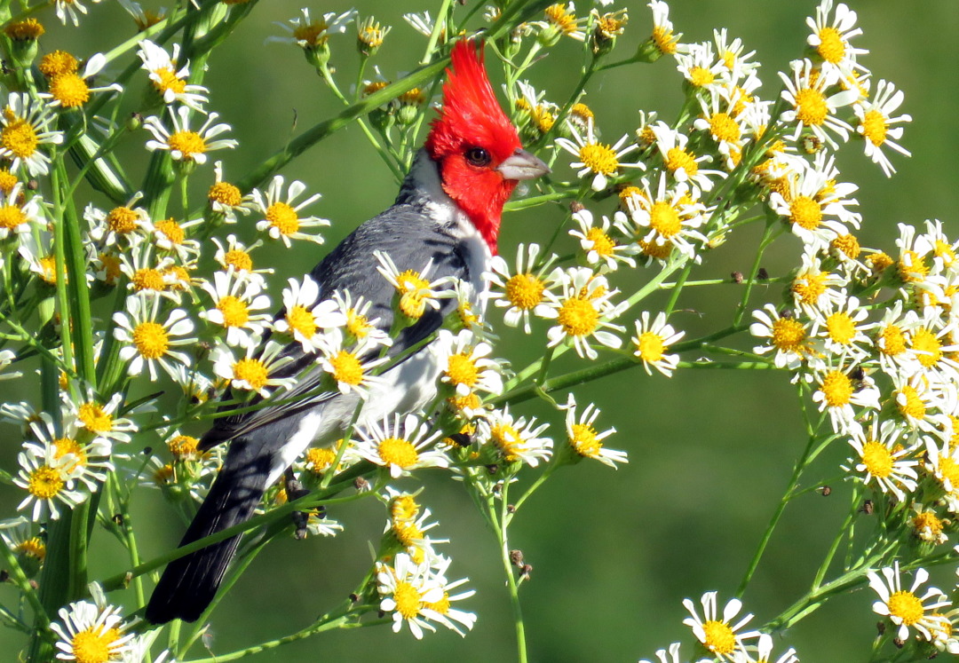 Foto cardeal (Paroaria coronata) Por Fernanda Spenst | Wiki Aves - A ...