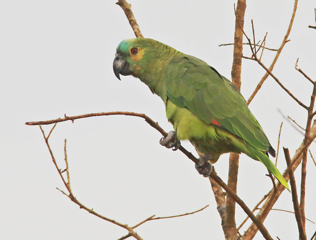 Foto papagaio-verdadeiro (Amazona aestiva) Por Ivo Zecchin | Wiki Aves ...