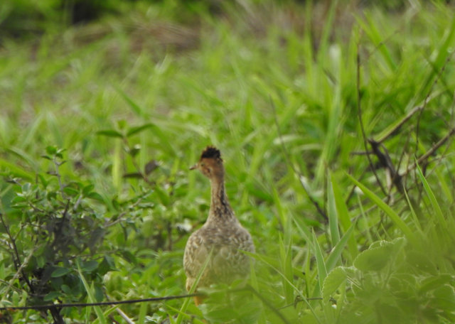 Foto perdiz (Rhynchotus rufescens) Por Natália Saturnino | Wiki Aves ...