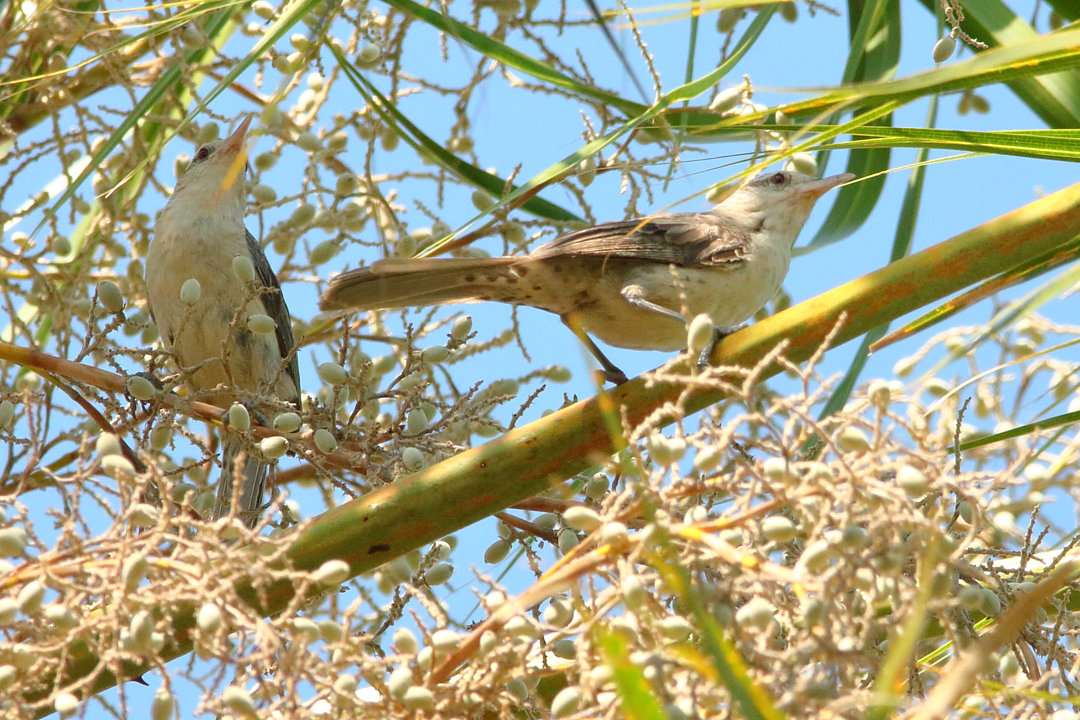 Foto catatau (Campylorhynchus turdinus) Por Ivo Zecchin | Wiki Aves - A ...