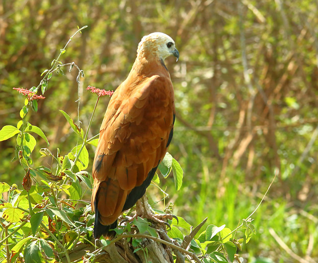 Foto gavião-belo (Busarellus nigricollis) Por Ivo Zecchin | Wiki Aves ...