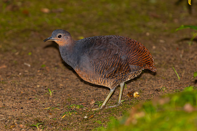 Foto jaó-do-sul (Crypturellus noctivagus) Por João Lazzari | Wiki Aves ...