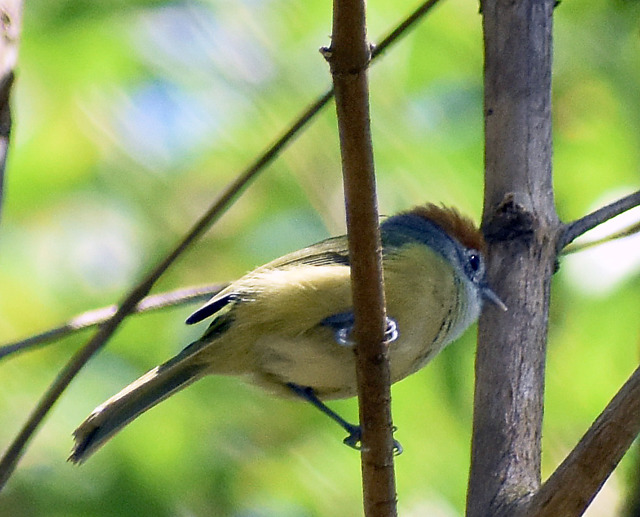 Foto verdinho-coroado (Hylophilus poicilotis) Por Maria Binder | Wiki ...