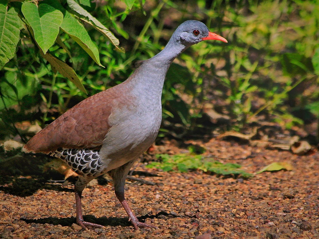 Foto inhambu-chintã (Crypturellus tataupa) Por Eudes Feitosa | Wiki ...