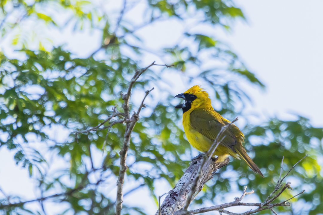 Foto furriel (Caryothraustes brasiliensis) Por Gabriel Bonfa | Wiki ...