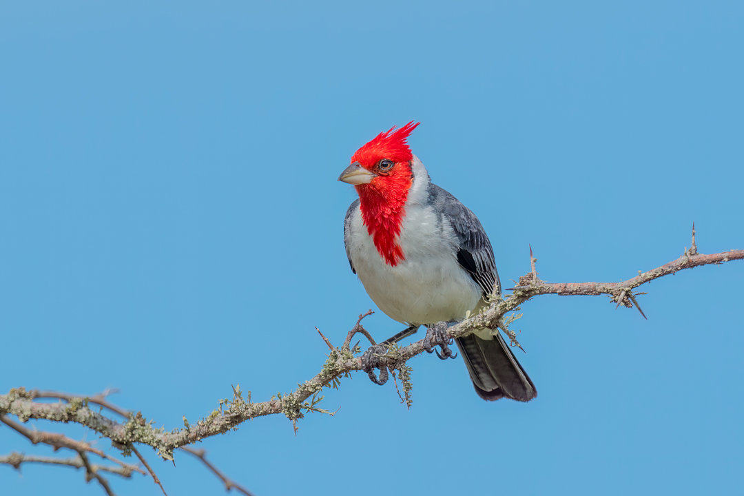 Foto cardeal (Paroaria coronata) Por Marcelo Telles | Wiki Aves - A ...
