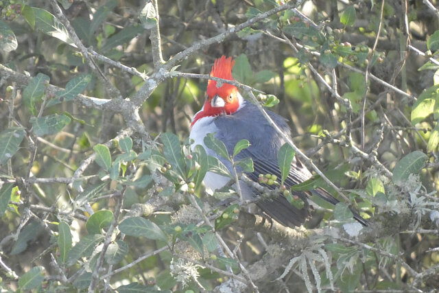 Foto cardeal (Paroaria coronata) Por Patrícia Thomas | Wiki Aves - A ...