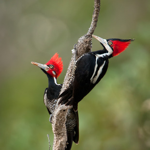Picidae | WikiAves - A Enciclopédia das Aves do Brasil