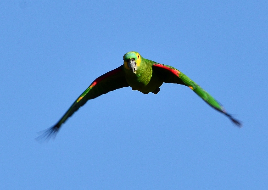 Foto papagaio-verdadeiro (Amazona aestiva) Por Jarbas Mattos | Wiki ...