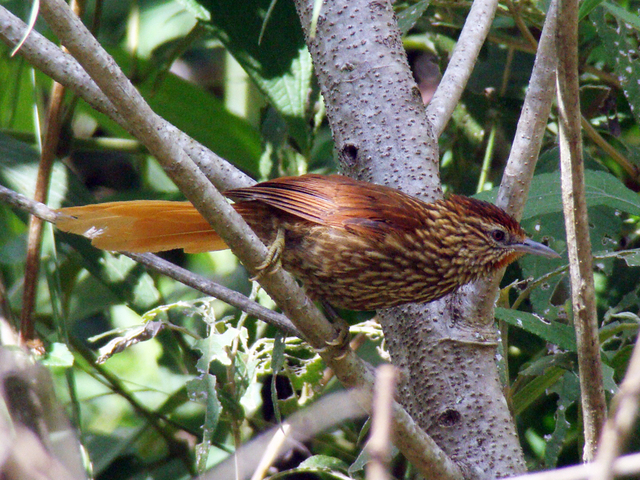 Aves Ameaçadas do Brasil | WikiAves - A Enciclopédia das Aves do Brasil