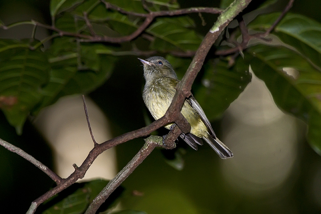 Foto fruxu-baiano (Neopelma aurifrons) Por Leonardo Merçon | Wiki Aves ...