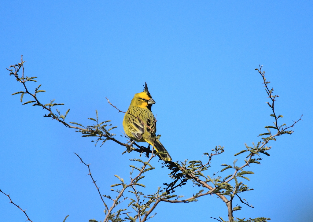 Foto cardeal-amarelo (Gubernatrix cristata) Por Helena Backes | Wiki ...