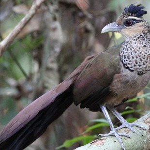 Cuculidae | WikiAves - A Enciclopédia das Aves do Brasil