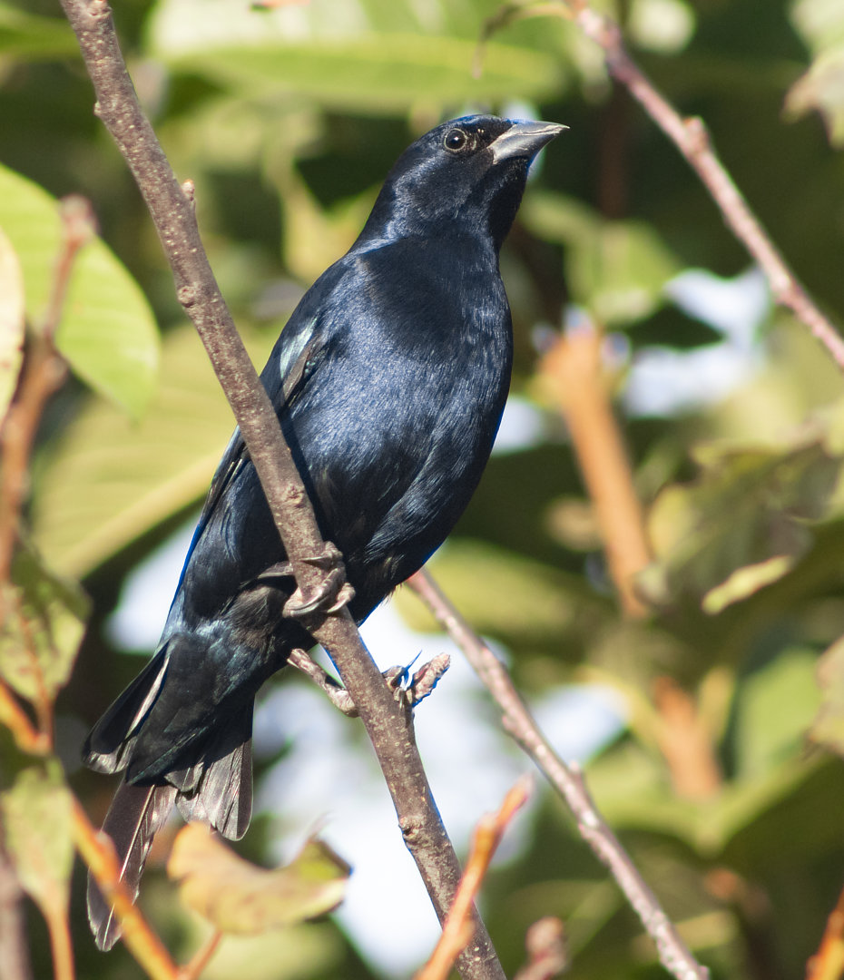 Foto chupim (Molothrus bonariensis) Por Eduardo Borges | Wiki Aves - A ...