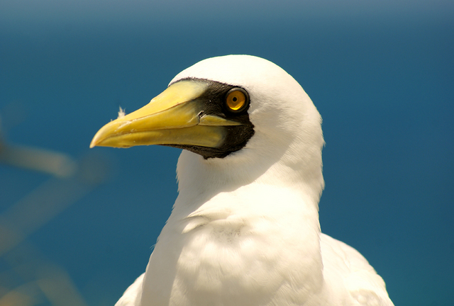 atobá-grande (Sula dactylatra) | WikiAves - A Enciclopédia das Aves do ...