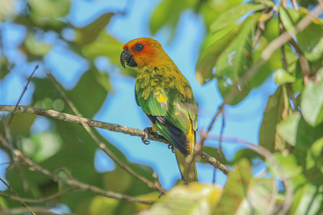 Foto cacaué (Aratinga maculata) Por Adriano Canteri | Wiki Aves - A ...