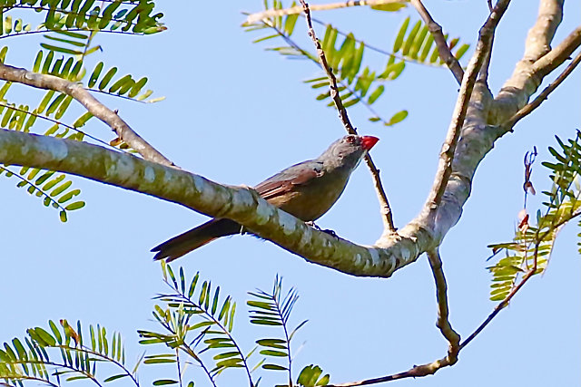 Foto bico-encarnado (Saltator grossus) Por Rita Garcia | Wiki Aves - A ...
