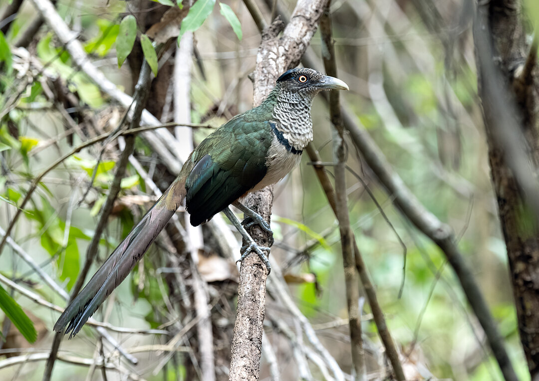 Foto jacu-estalo (Neomorphus geoffroyi) Por Marco Cruz | Wiki Aves - A ...