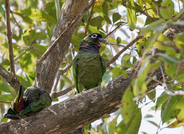Foto maitaca-verde (Pionus maximiliani) Por Paulo Cunha Pereira | Wiki ...