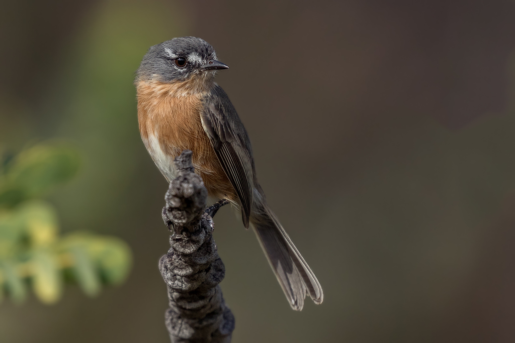 Foto papa-moscas-de-costas-cinzentas (Polystictus superciliaris) Por ...