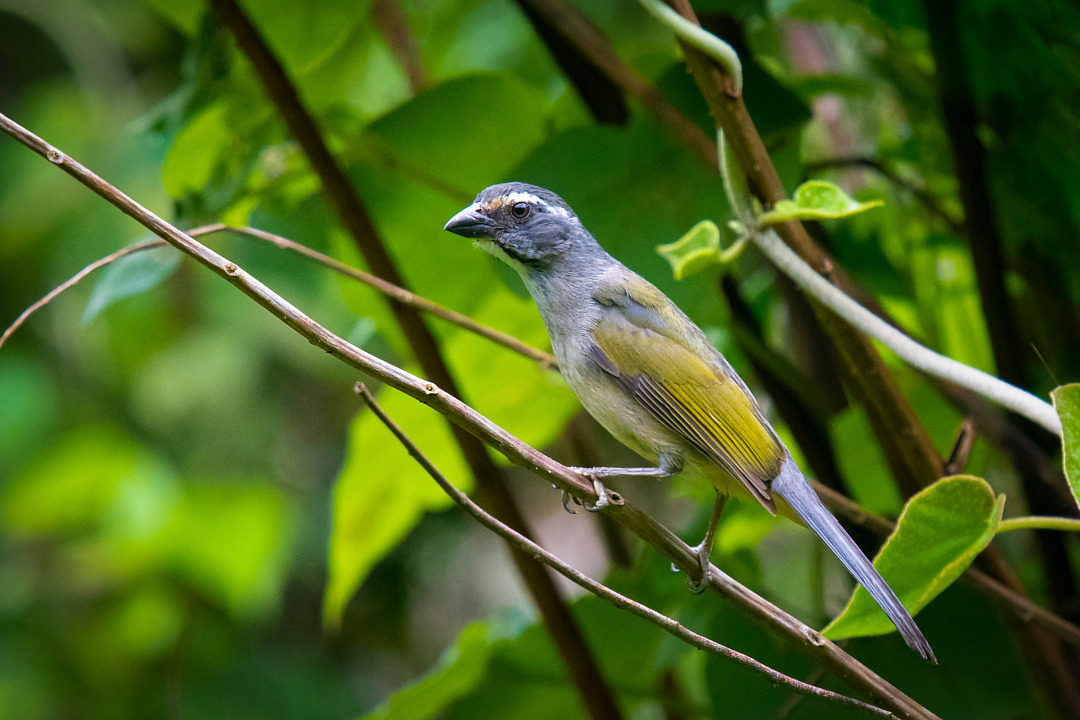 Foto trinca-ferro (Saltator similis) Por Marcelo Telles | Wiki Aves - A ...