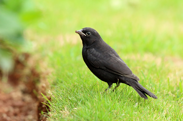 Foto chupim (Molothrus bonariensis) Por Jose G. Oliveira | Wiki Aves ...