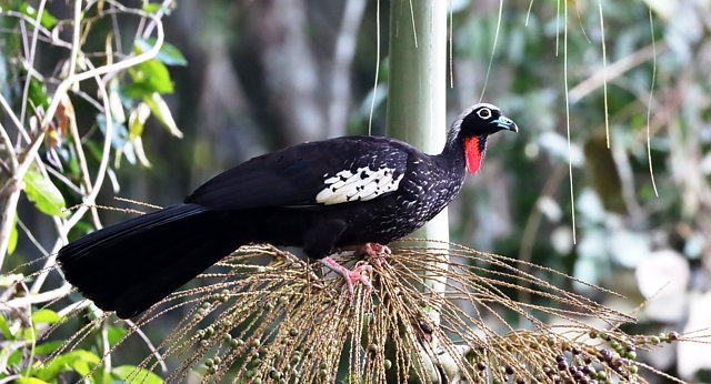 Foto jacutinga (Aburria jacutinga) Por Elder Gomes da Silva | Wiki Aves ...
