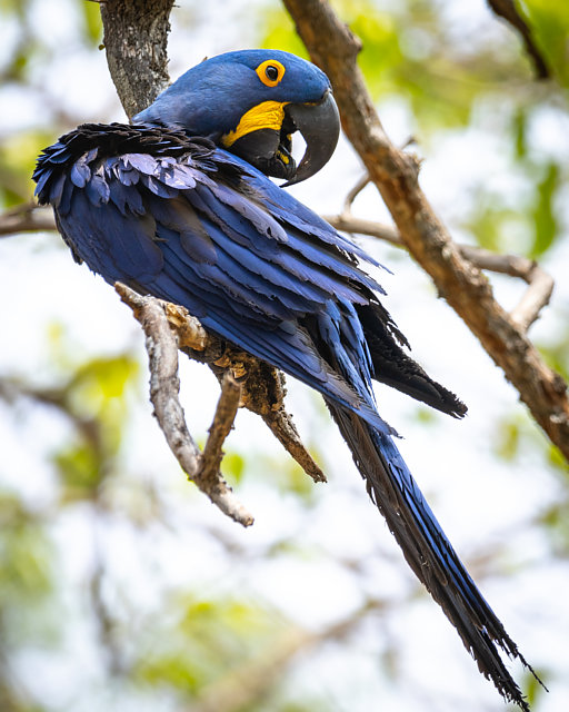 Foto arara-azul (Anodorhynchus hyacinthinus) Por Rafael Mattos | Wiki ...